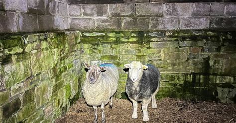 1 Herdwick Cross In Lamb Breeding Ewe Sellmylivestock The Online Livestock Marketplace