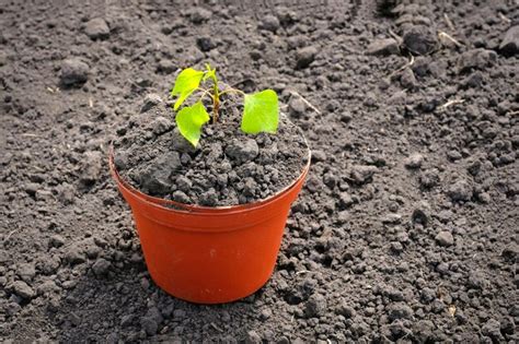 Premium Photo Growing Seedling In A Pot On The Soil The Concept Of Environmental Care