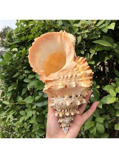 1개 자연스러운 작은 소라 껍데기 황금 입 두꺼비 원뿔 모양 수랑 어항 장식 장식품 마름모게 변하는 게 껍질 교체용 어항