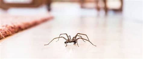 What Is The Best Way To Control Spiders