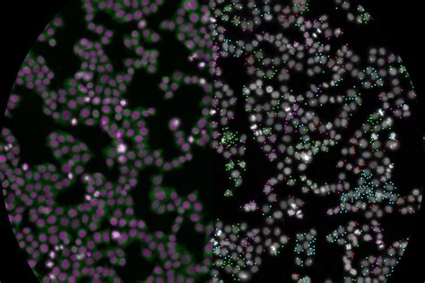 Scientists Unveil The Functional Landscape Of Essential Genes Mit Department Of Biology