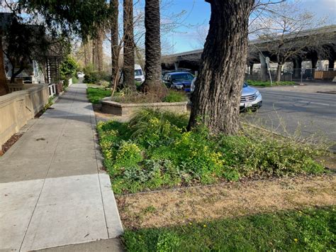 Sidewalk Buffer Widths Getting Around Sacramento