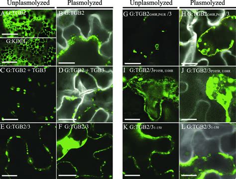Localization Of The Gfp Tgb2 Fusion Protein Proteins Were Expressed In