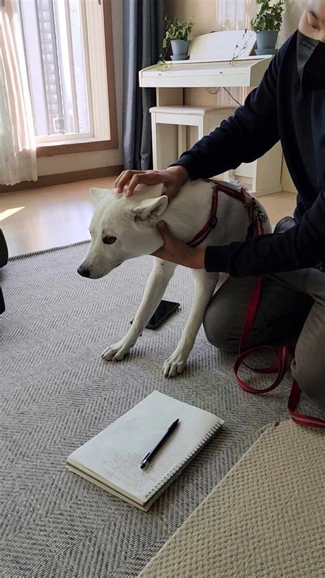 토종개 종류진돗개 강아지 분양 주의할점과 털빠짐수명 네이버 블로그