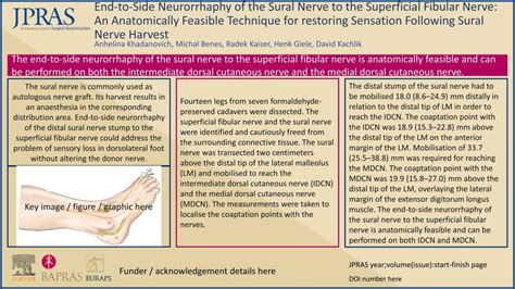 End To Side Neurorrhaphy Of The Sural Nerve To The Superficial Fibular