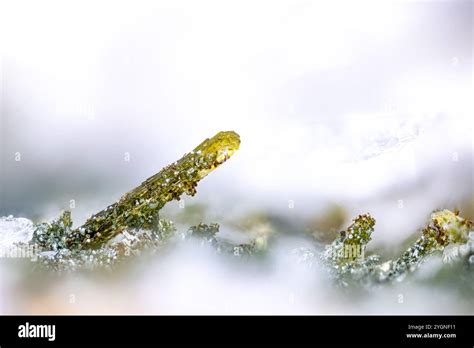 Dark Chlorite Growing On Epidote On Calcite Specimen From Arvigo Calanca Switzerland Micro