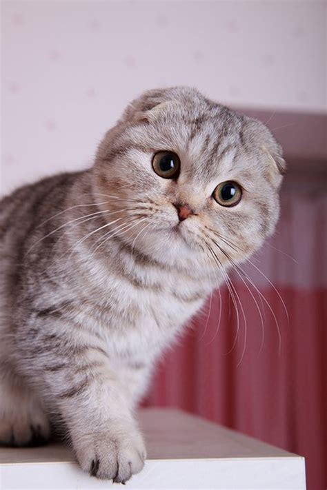 21 Images Of Cats Sitting And Sleeping Exactly Where They Shouldn’t Be ...