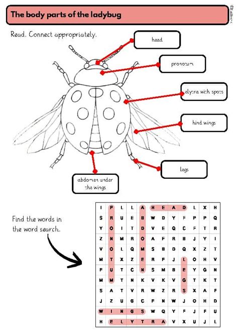 Ladybug Elementary Science Unit Lessons Worksheets Printables By