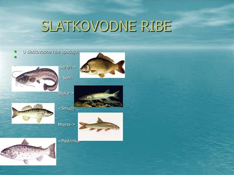 Ppt Ribe Powerpoint Presentation Free Download Id 4779685