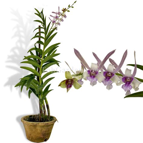 Dendrobium Lorrie Mortimer 1998 Toh Garden Singapore Orchid Plant And Flower Grower