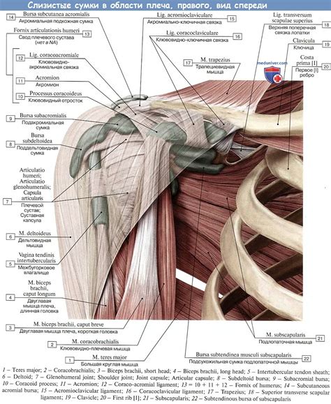 Анатомия Мышцы плеча Передние мышцы плеча