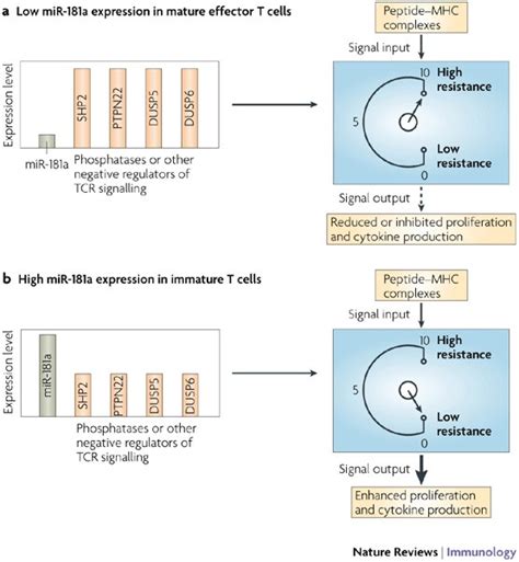 Micromanagement Of The Immune System By MicroRNAs Nature Reviews Immunology