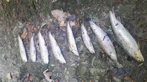 Investigation Into Significant Fish Kill In Cork