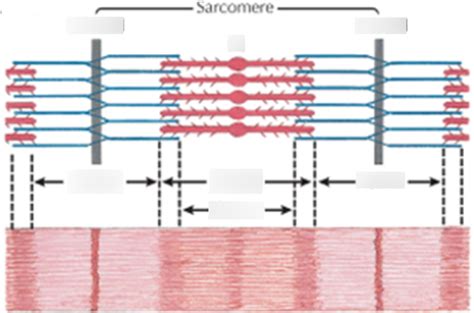 Sarcomer Diagram Quizlet