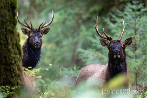 Javin Elliff Photography Elk Rut Round Three
