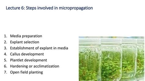 Steps Involved In Micropropagation Pptx