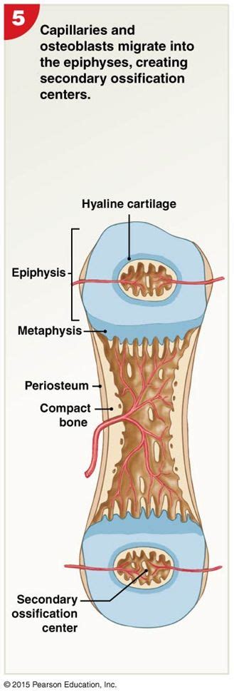 Steps Three Four And Five In The Process Of Endochondral Ossification