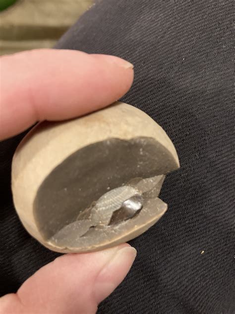 Should I Glue It Questions And Answers The Fossil Forum