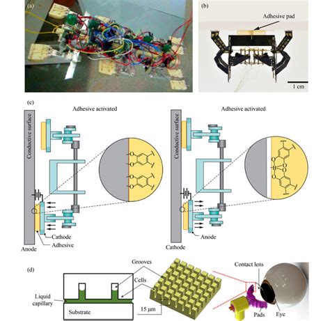 Applications Of Wet Adhesion In Robotics A Hexapod Climbing Robot Download Scientific