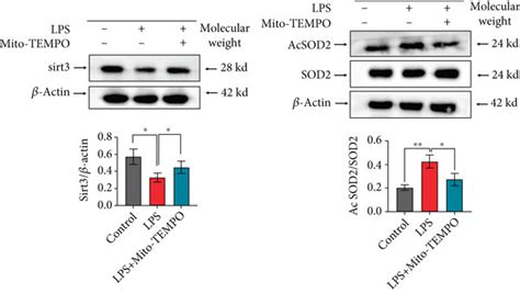Mito Tempo Alleviates Oxidative Stress In Lps Induced Sepsis A Mda