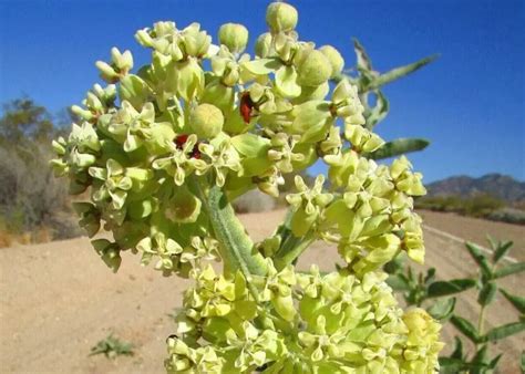 37 Types Of Milkweed With Pictures And Identification