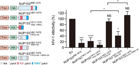 Contributions Of Nup153 Fg And Rrr Motifs To Capsid Binding In Cells Download Scientific