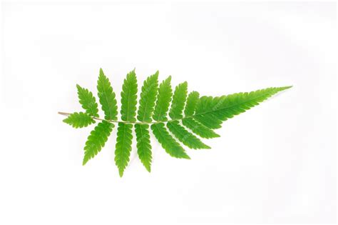 Premium Photo Fern Grass Leaves