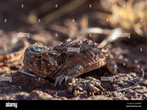 A Hatchling Texas Horned Lizard Phrynosoma Cornutum From Barber