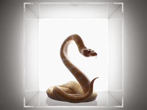 Perspex Boxes Full CGI Behance