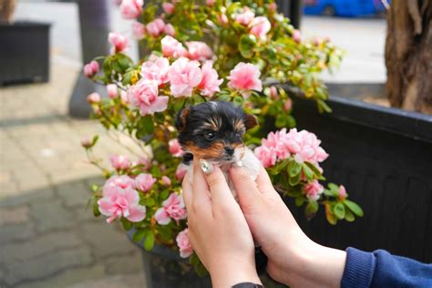 비바테리어분양 희귀품종 아이퍼피 인천강아지분양 고양이분양
