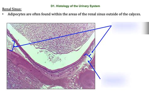 Renal Sinus Histology