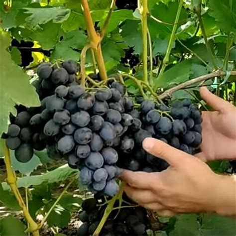 Виноград Шарада UA, описание сорта и фото | Vinograd-Loza