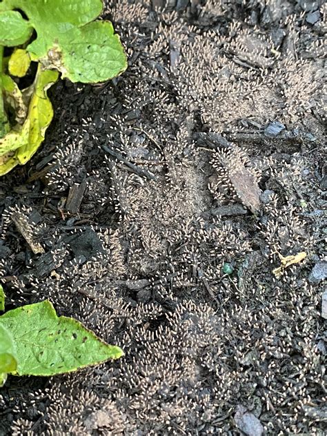 Please Help What Is This And How Do I Get Rid Of It R Fungi