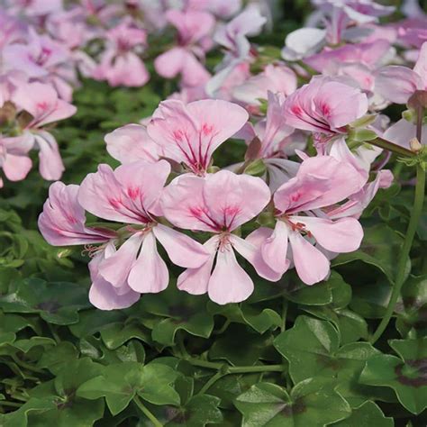 Ivy Geranium Plant Pelargonium Peltatum Wikipedia