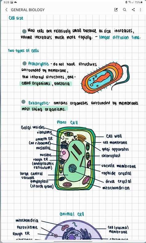 Cell Types Eukaryotic Versus Prokaryotic Artofit