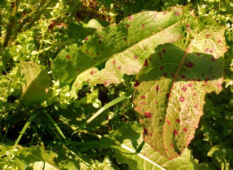 Leaf Horror By Ninja Dumbledore On Deviantart