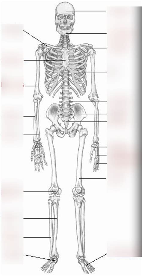 Skeleton Diagram Quizlet