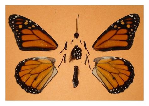 A Male Monarch Butterfly Danaus Plexippus B Monarch With