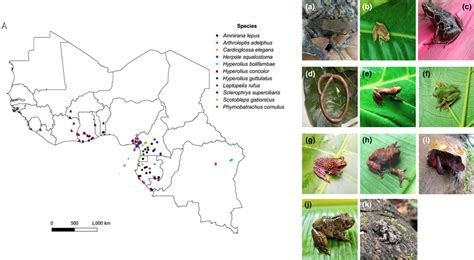 Distribution Map Of Some Gc Endemic Amphibian Species A Amnirana Download Scientific Diagram