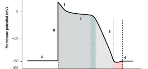 Action Potential Cardiac Contractile Cell Diagram Quizlet