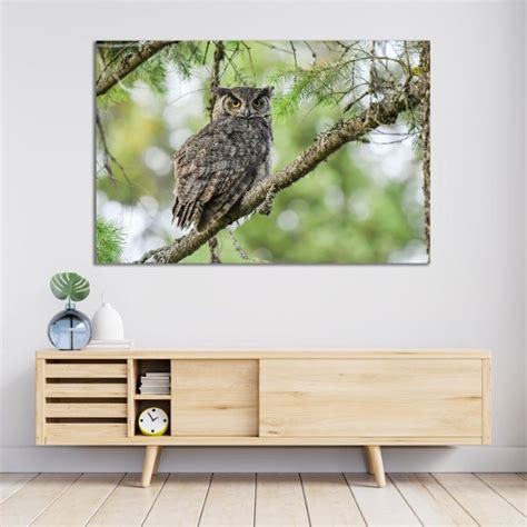 Модон дээр сууж буй шар шувуу өдөр