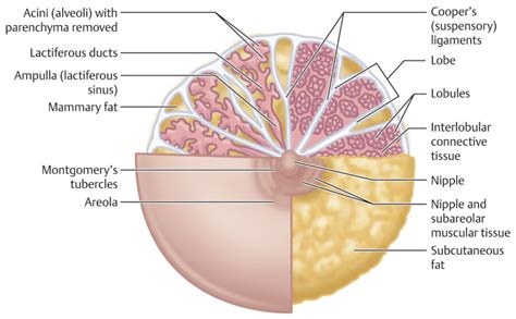 11 Breast Anatomy Radiology Key