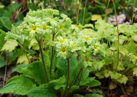 Mój Ogród Primula Francisca