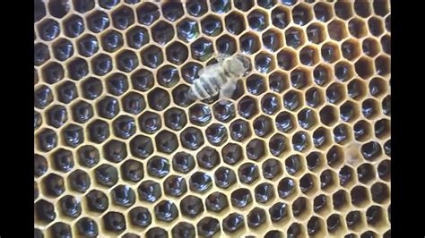 13 июля состояние пчелиной семьи в начале главного взятка в улье