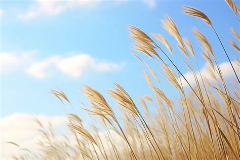 푸른 하늘 아래 바람에 날리는 갈대 푸른 하늘과 억새 고화질 사진 사진 공장 배경 일러스트 및 사진 무료 다운로드 Pngtree