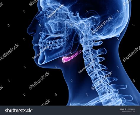 Human Hyoid Bone