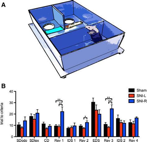 Attentional Set Shifting Task A The Asst Was Performed In A Download Scientific Diagram