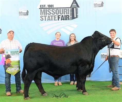 Tl Ledger • Cattle Visions • Premier Multi Breed Online Semen Distributor