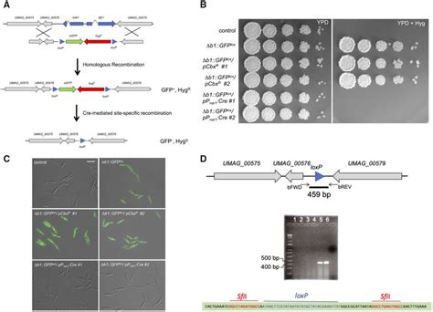 Cre Mediated Recombination Is Highly Efficient In U Maydis A Scheme