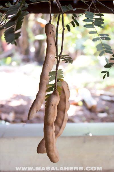 Tamarind Paste How To Make Tamarind Paste Masala Herb